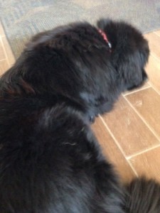 Newfoundland Female Ava - Horner Newfoundlands