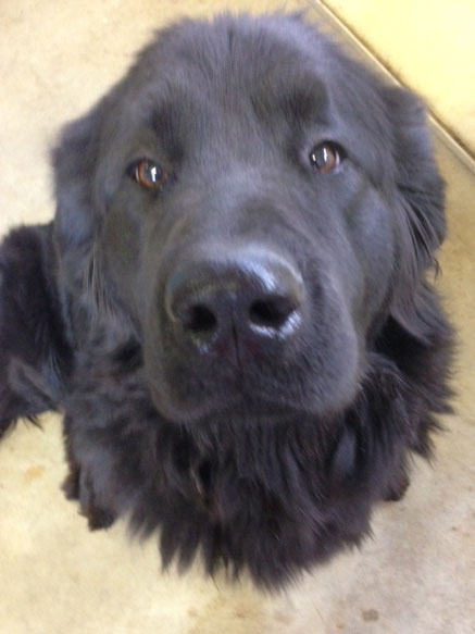 Newfoundland Female Grace - Horner Newfoundlands