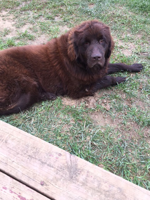 Captain Brown Male Newfoundland Puppy - Horner Newfoundlands