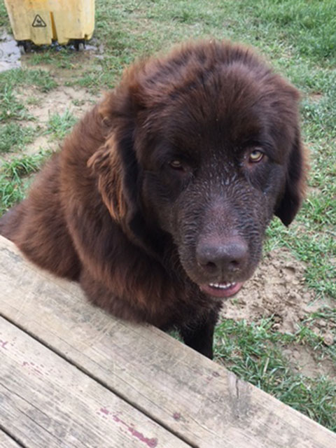 Captain Brown Male Newfoundland Puppy - Horner Newfoundlands