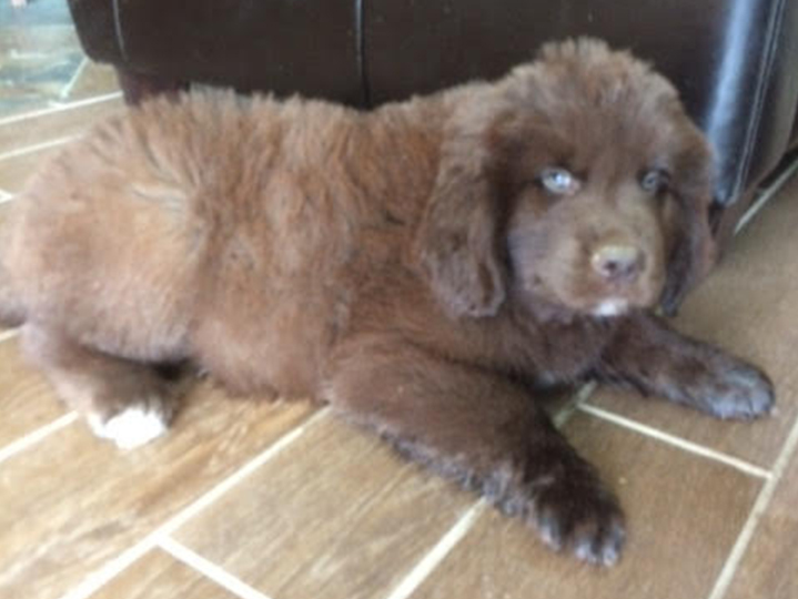 Male Newfoundland puppy - Horner Newfoundlands