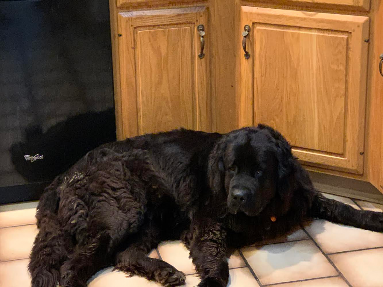 Newfoundland Puppies for Sale - Newfoundland Dog Breeders | Horner ...