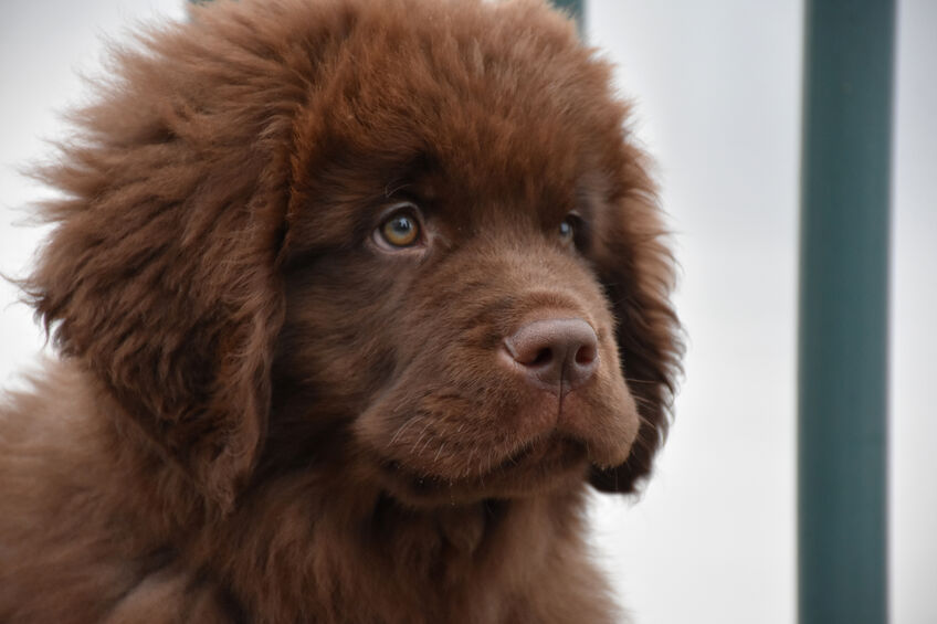 Stunning Face of a Sweet Brown Newfoundland Pup - Horner Newfoundlands
